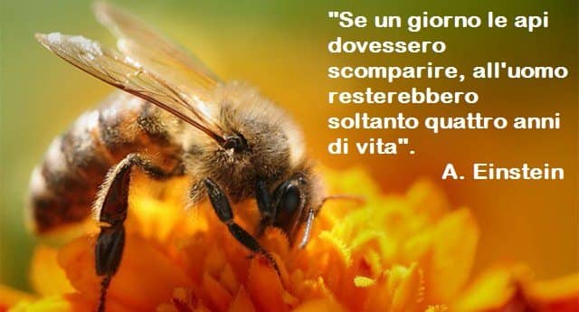 SALVIAMO LE API PER LA NOSTRA SOPRAVVIVENZA » Passion Cooking SALVIAMO LE API PER LA NOSTRA SOPRAVVIVENZA » Passion Cooking